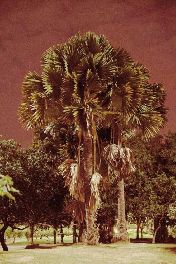 CORYPHA-UMBRACULIÌ FERA_230X155cm_web - ZUM - ZUM