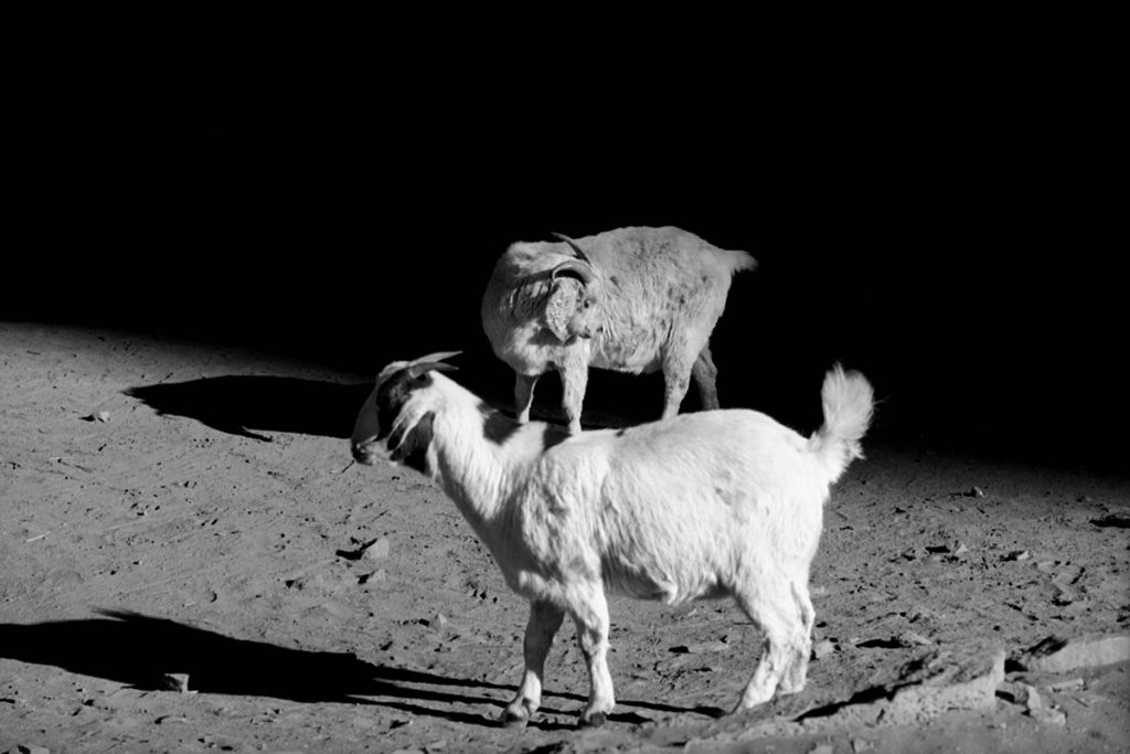 Animais sagrados, caverna de Motouleng, província de Clarens, 2004 ...